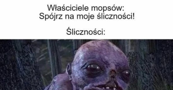 Mops 181+ Najlepszych Memów Jeja.pl