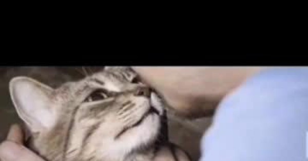 Biedny kitku - Jeja.pl