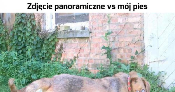 Dziwny jakiś - Jeja.pl