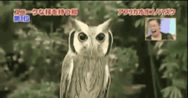 Sowa transformers - Jeja.pl