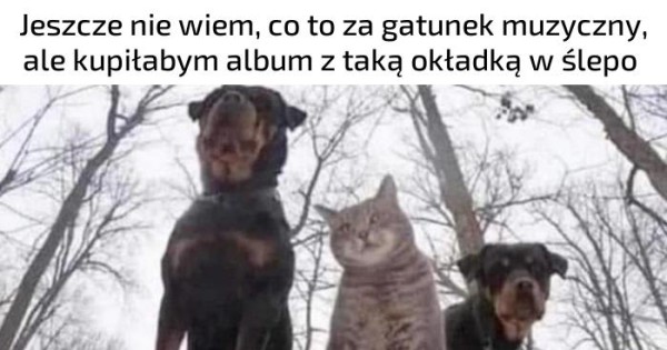 Oby się nie okazało, że to kocia muzyka - Jeja.pl