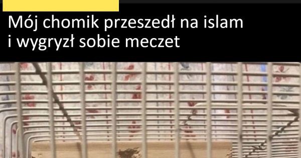 Religijny chomik - Jeja.pl