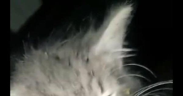 Kitku uwielbia chrupki - Jeja.pl