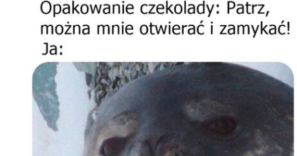 Foka 592+ Najlepszych Memów Jeja.pl