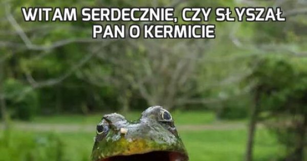Witam serdecznie, czy słyszał pan o Kermicie - Jeja.pl