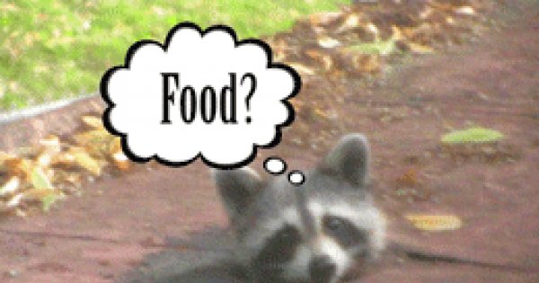 Czy ktoś coś mówił o jedzeniu? - Jeja.pl