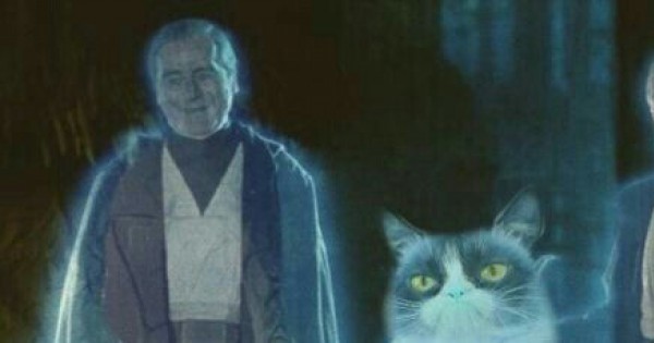 Jako duch mocy grumpy cat wyszkoli niejednego Jedi - Jeja.pl