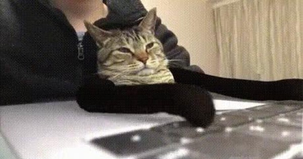 Zapracowany kitku - Jeja.pl