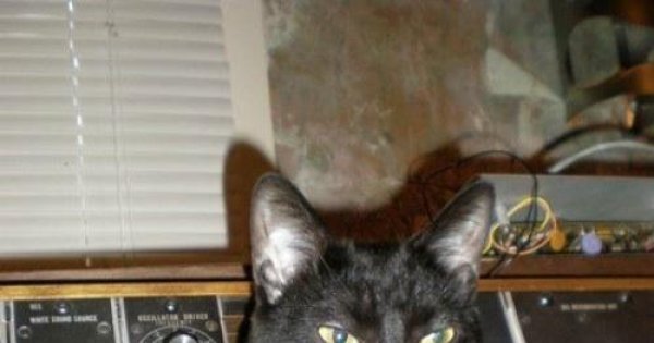 Kot imperator - Jeja.pl