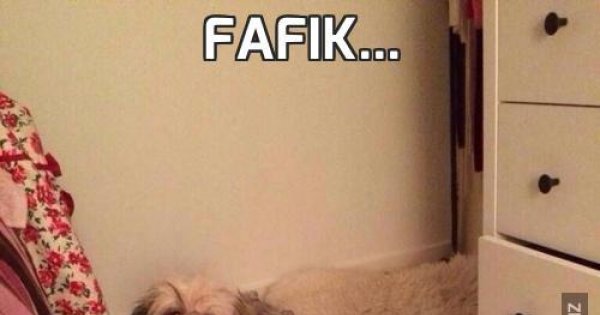 Fafik... - Jeja.pl