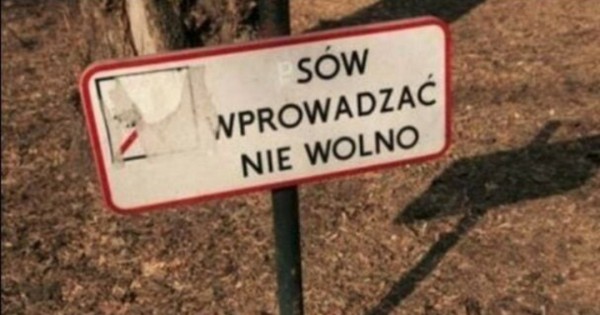 Biedna sowa - Jeja.pl