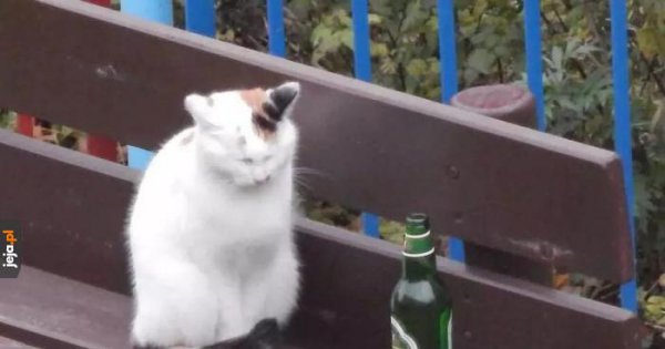 Kitku popadł w nałóg... - Jeja.pl