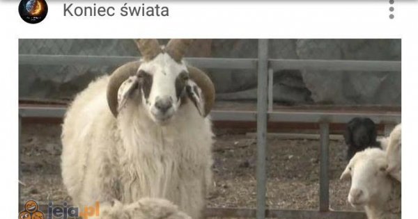 Koza 358+ Najlepszych Memów Jeja.pl