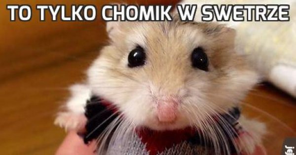 To tylko chomik w swetrze - Jeja.pl