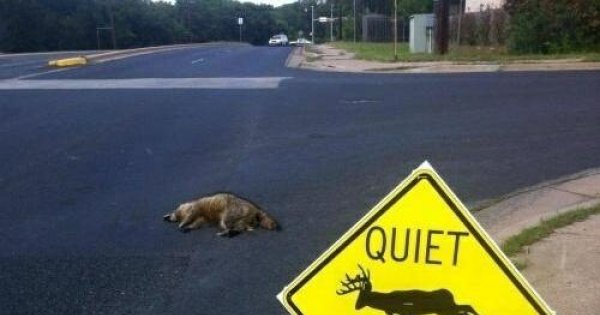 Cisza - zwierzęta drzemią - Jeja.pl