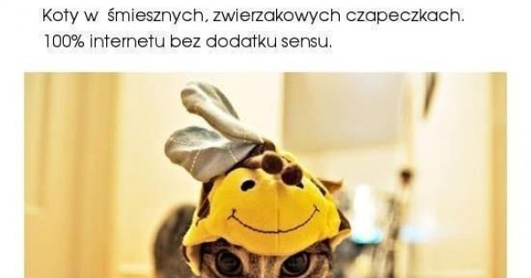 Koci kamuflaż - Jeja.pl