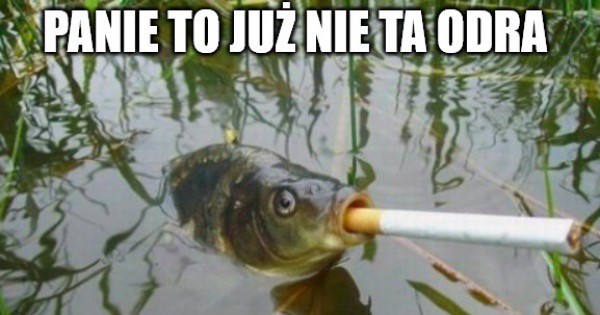 Karp 81+ Najlepszych Memów Jeja.pl